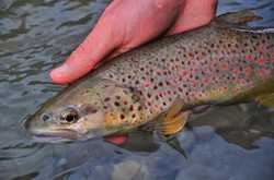 How to Trout Fish 101: Beginners Guide | Top Fishing Network